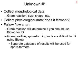 Bacterial Identification.ppt