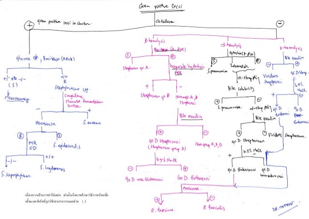 Bacteria Identification Flow Chart