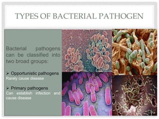 Bacterial infection | PPT | Free Download