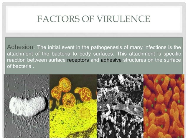 Bacterial infection | PPT