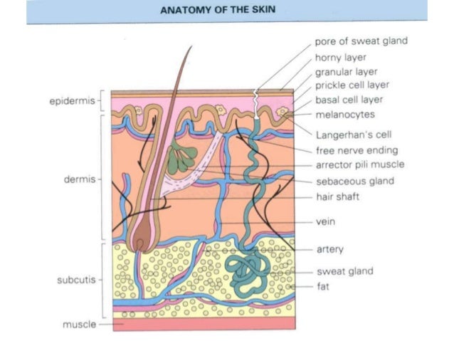 Bacterial infection of the skin
