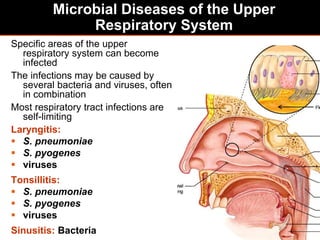 Bacterial infections of respiratory tract_.ppt