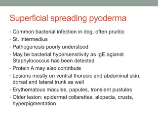 Pathology of bacterial infections of skin in animals | PPTX