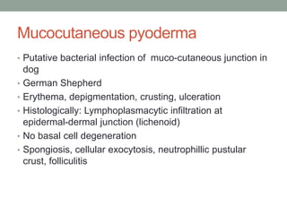 Pathology of bacterial infections of skin in animals | PPTX