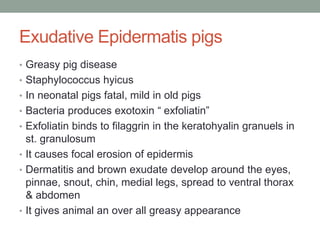 Pathology of bacterial infections of skin in animals | PPTX