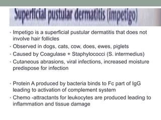 Pathology of bacterial infections of skin in animals | PPTX