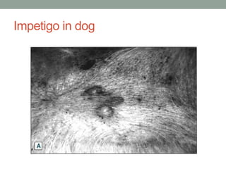 Pathology of bacterial infections of skin in animals | PPTX