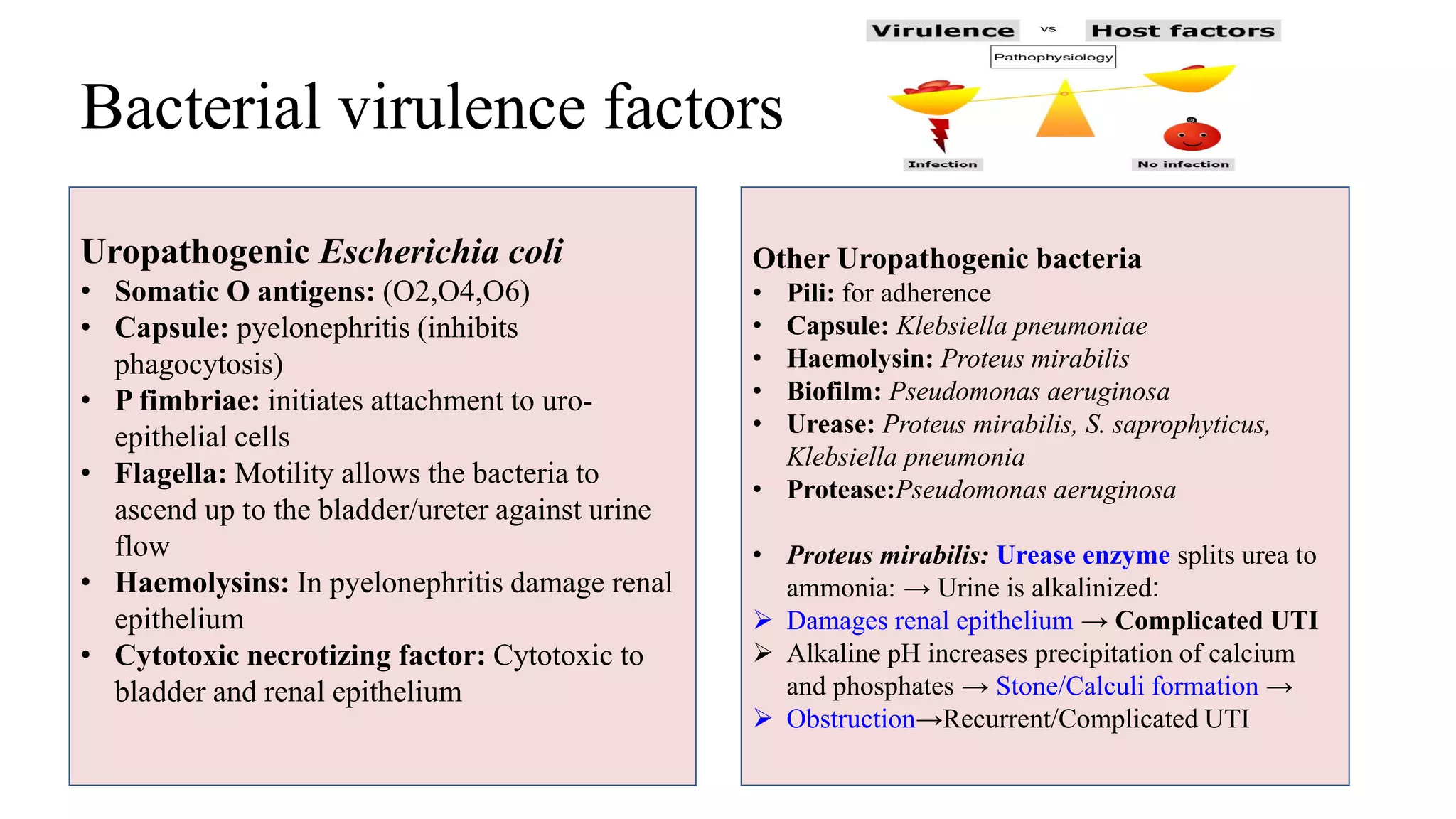 Bacterial infections of the urinary tract | PPTX