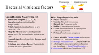 Bacterial infections of the urinary tract | PPTX | Infectious Diseases ...