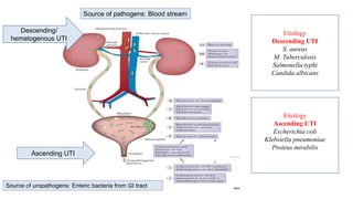 Bacterial infections of the urinary tract | PPTX