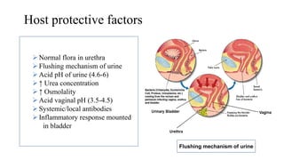 Bacterial infections of the urinary tract | PPTX