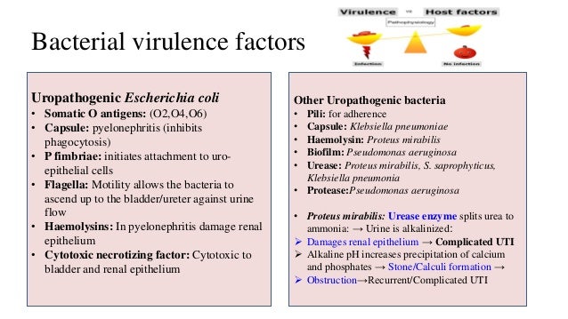 Bacterial infections of the urinary tract