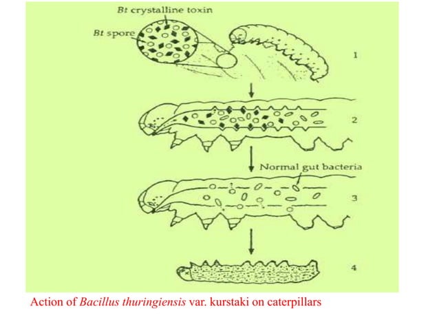 Bacterial insecticides.ppt
