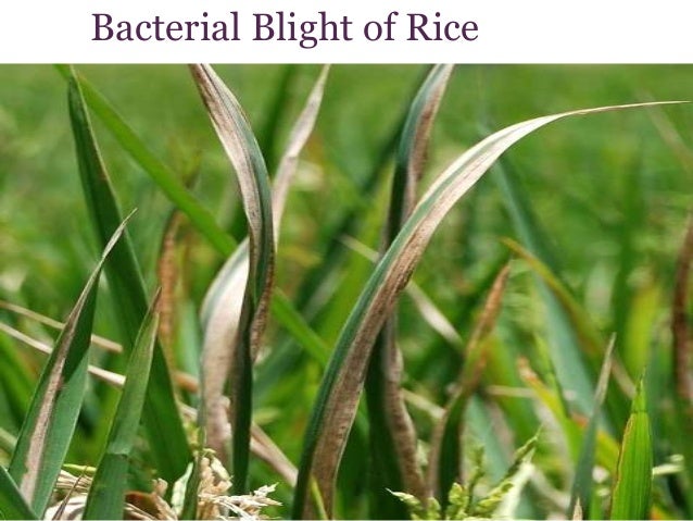Bacterial leaf blight of rice