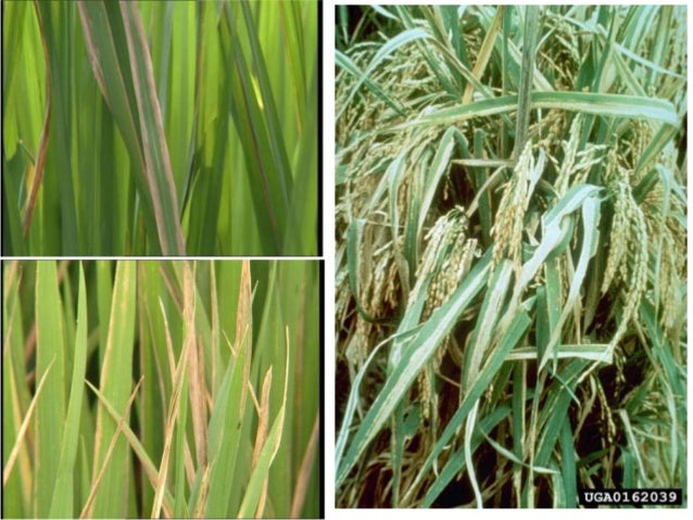 Bacterial leaf blight of rice
