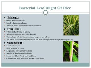 Overall Bacterial Leaf Blight Of Rice.pptx