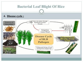 Overall Bacterial Leaf Blight Of Rice.pptx