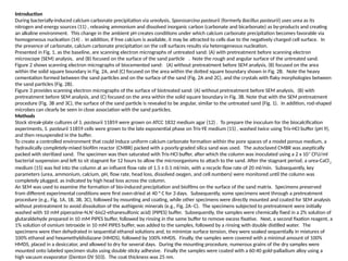 Bacterially-Induced-Calcite-Precipitation-via-Ureolysis.pptx