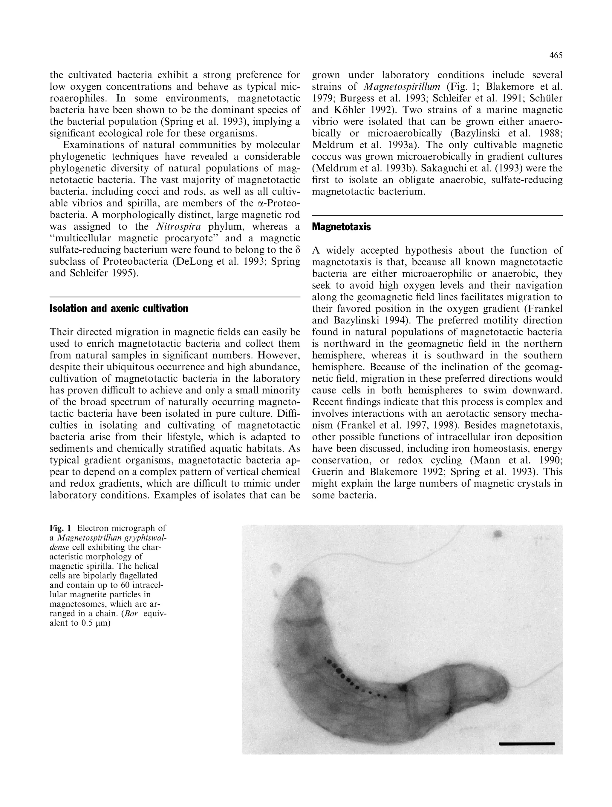 Bacterial magnetosomes. microbiology, biomineralization and ...