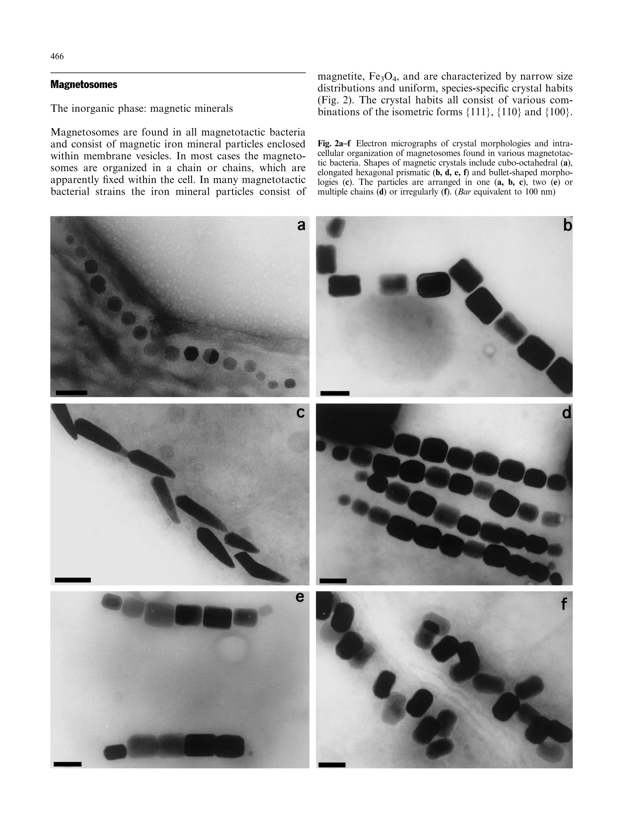 Bacterial magnetosomes. microbiology, biomineralization and ...