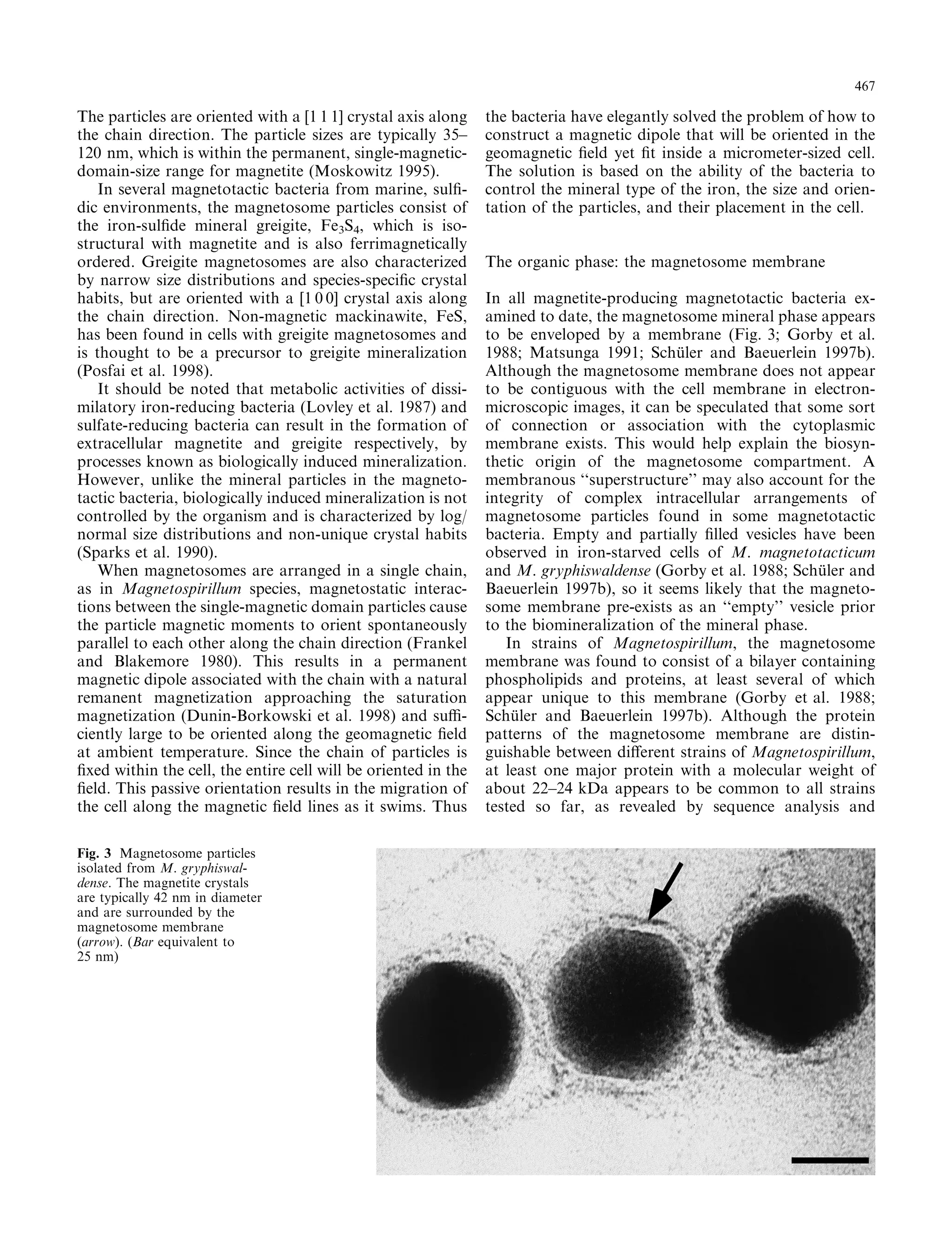 Bacterial magnetosomes. microbiology, biomineralization and ...