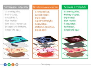 Bacterial meningitis | PPT