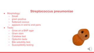 Bacterial meningitis | PPT