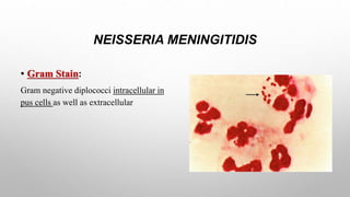 Bacterial meningitis.pptx