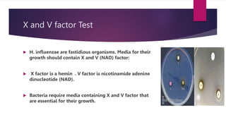 Bacterial meningitis what is the cause.pptx
