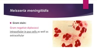 Bacterial meningitis what is the cause.pptx
