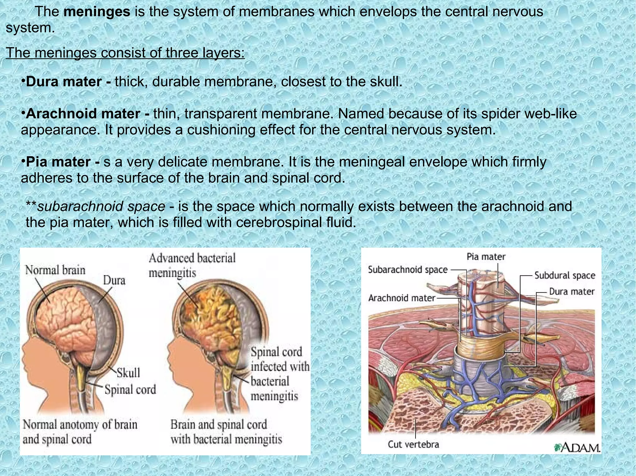 Bacterial meningitits | PPT