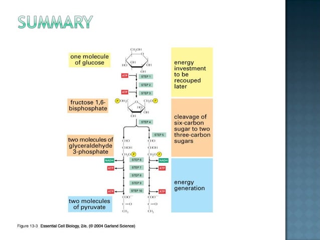 Bacterial metabolism is a complex process that involves the conversion ...