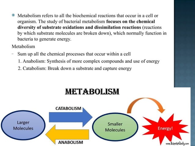 Bacterial metabolism is a complex process that involves the conversion ...
