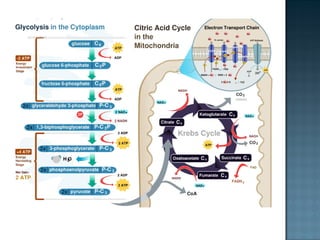 Bacterial metabolism is a complex process that involves the conversion ...