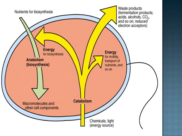 Bacterial metabolism is a complex process that involves the conversion ...