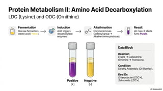 Decoding Bacterial Identity: Metabolic Fingerprinting in Clinical ...