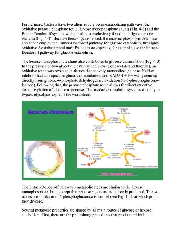Bacterial Metabolism.pdf