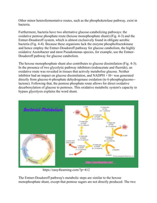 Bacterial Metabolism.docx