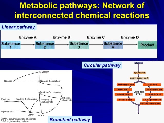 bacterial metabolism.ppt | Endocrine and Metabolic Diseases | Diseases ...
