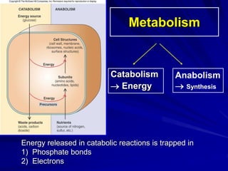 bacterial metabolism.ppt