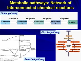 bacterial metabolism.ppt