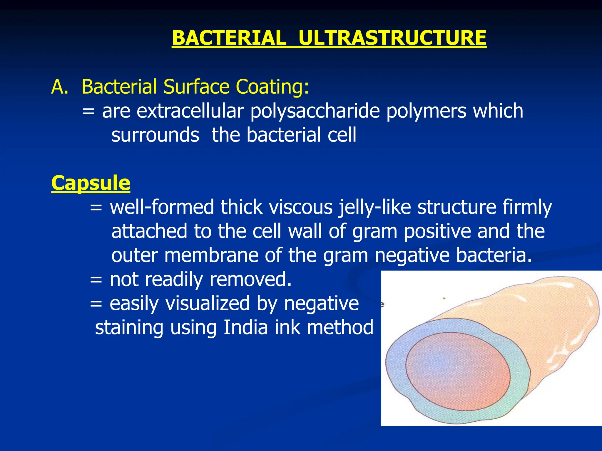 Bacterial Morphol and Ultrastructure.ppt