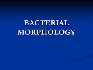 Bacterial Morphol and Ultrastructure.ppt