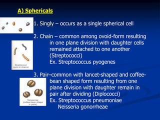 Bacterial Morphol and Ultrastructure.ppt