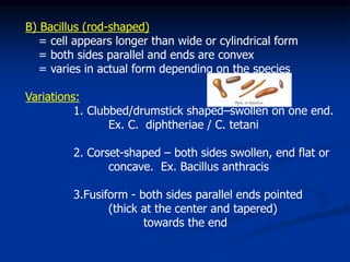 Bacterial Morphol and Ultrastructure.ppt