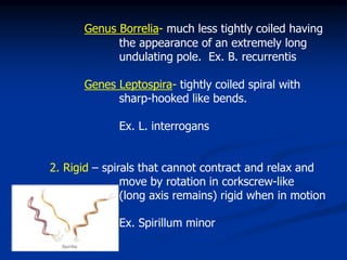 Bacterial Morphol and Ultrastructure.ppt