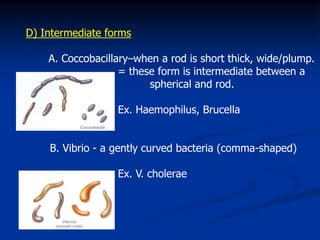 Bacterial Morphol and Ultrastructure.ppt