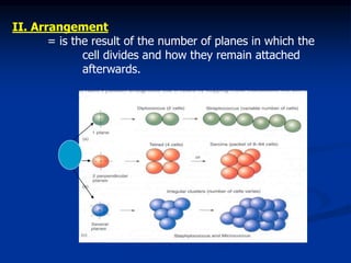 Bacterial Morphol and Ultrastructure.ppt