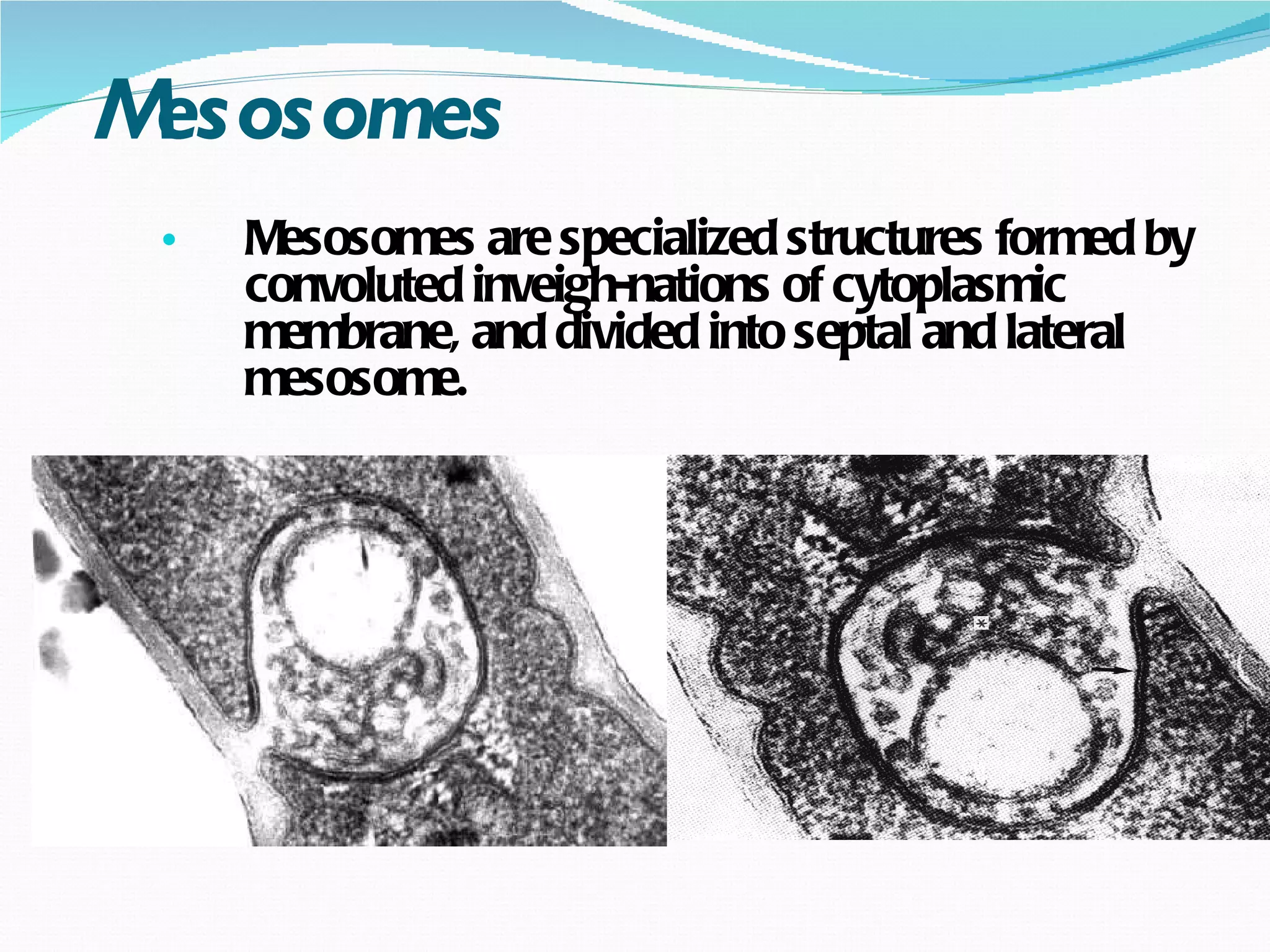 Bacterial morphology | PPT