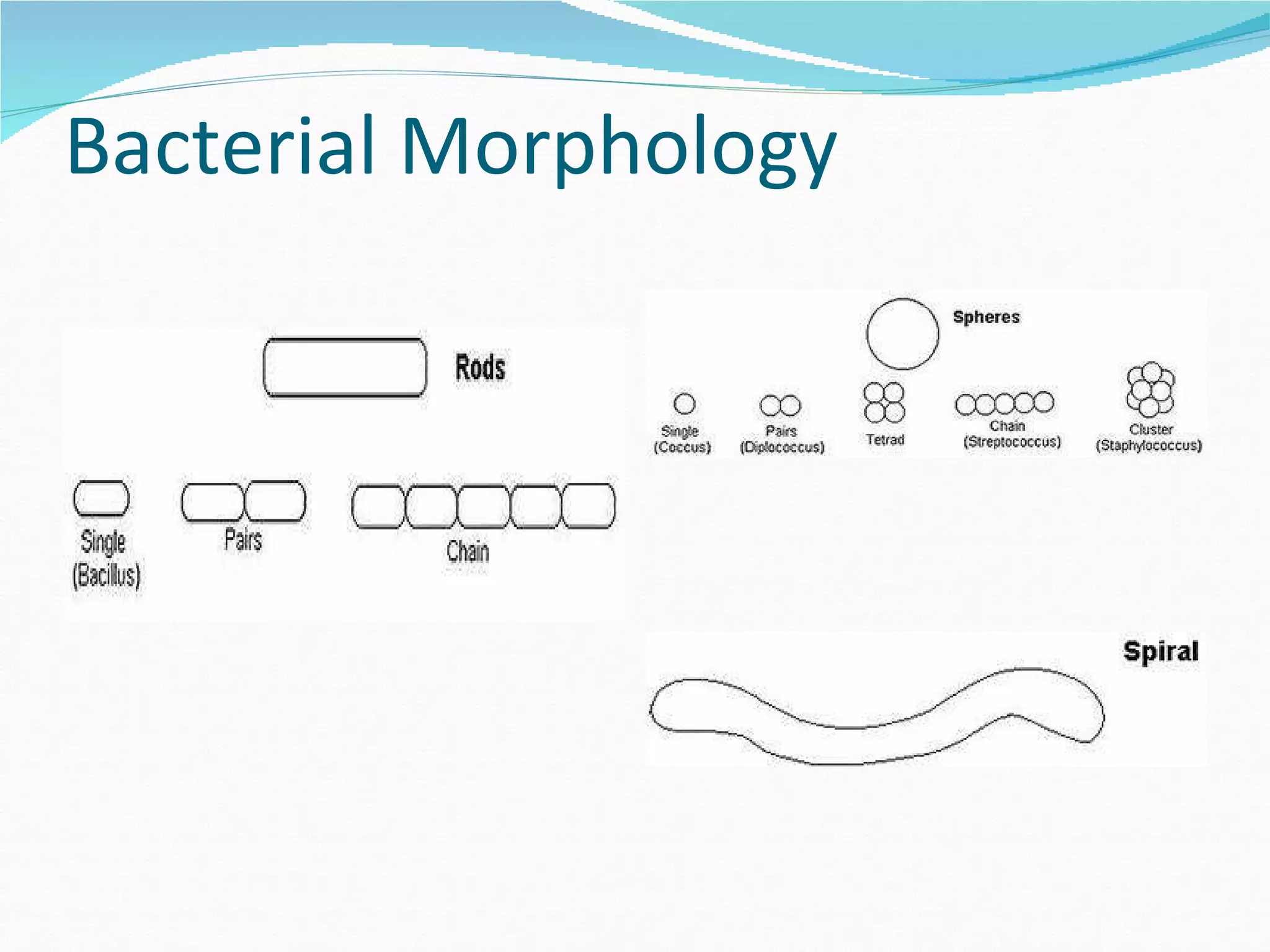 Bacterial morphology | PPT